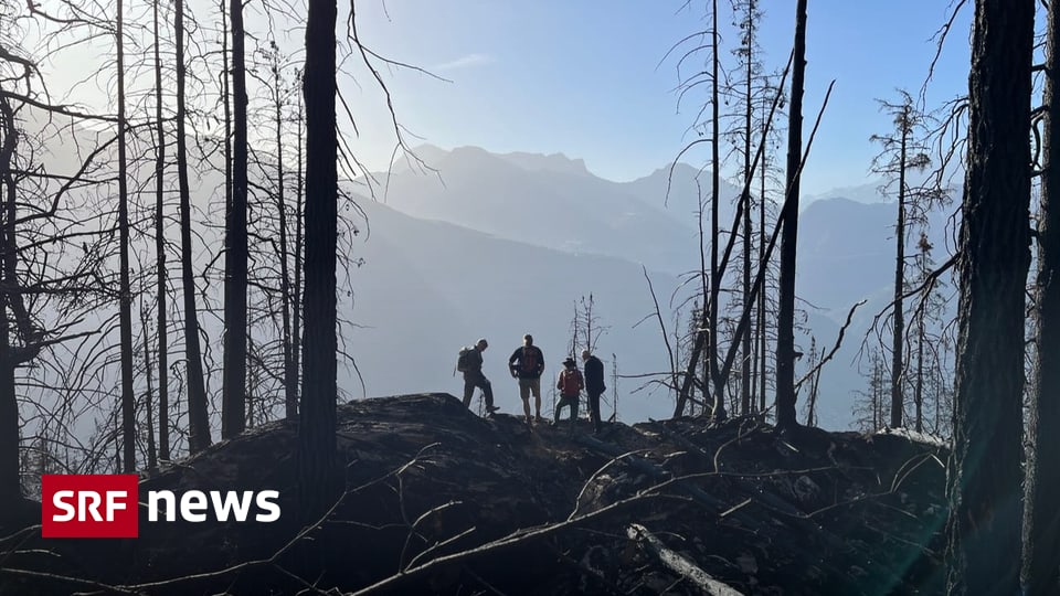 Nach Inferno bei Bitsch (VS) - «Der Wald bei Bitsch ist tot, aber die ...