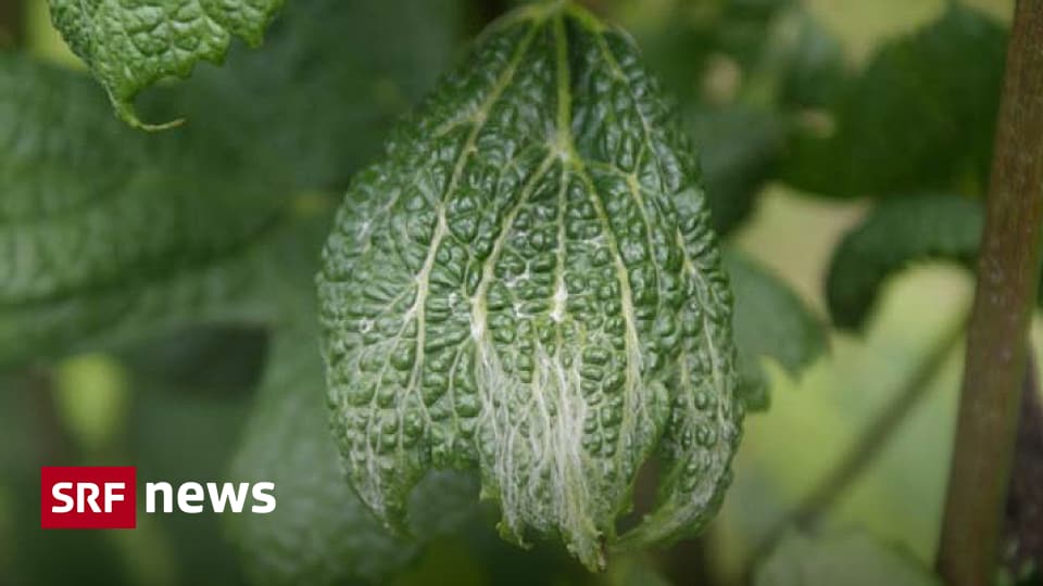 Ostschweiz - Lässt ein Fungizid die Weinblätter welken? - News - SRF