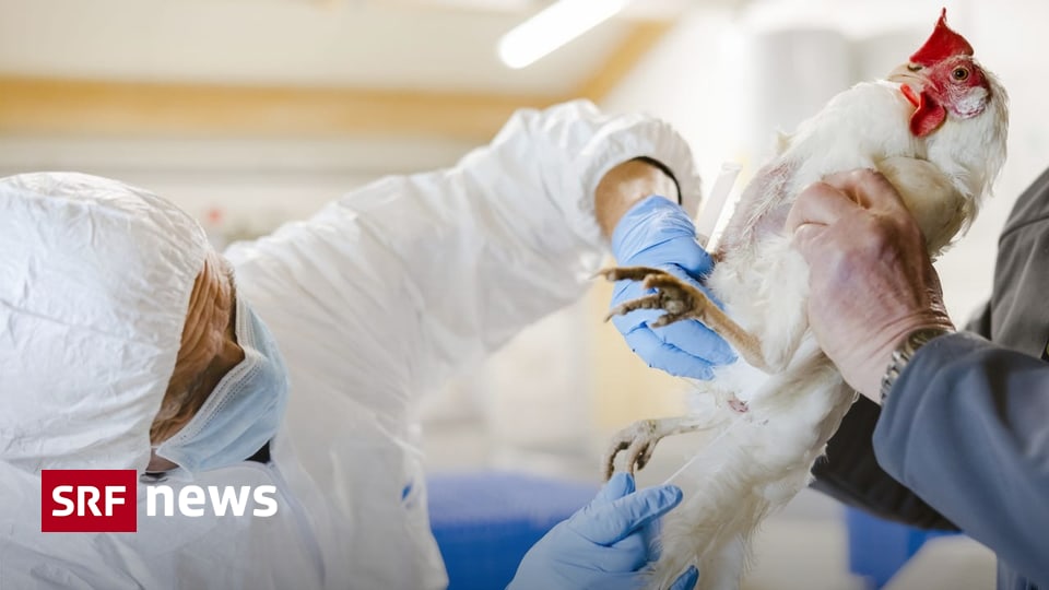 Vogelgrippe in der Schweiz - Vogelgrippe: Für wen besteht aktuell ...