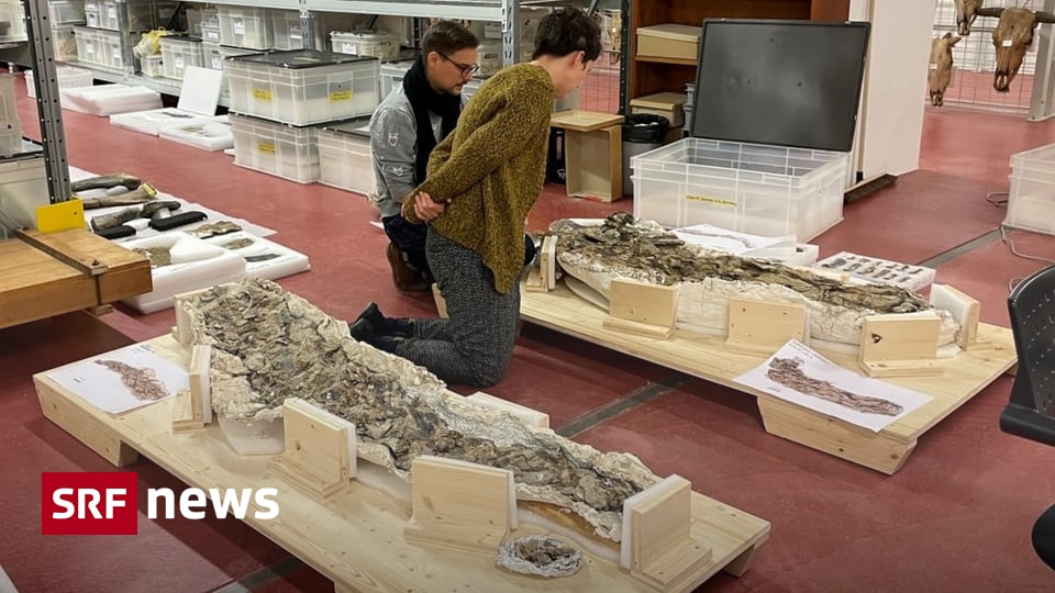 Langhals-Dinosaurier - Versteinertes Dinosaurier-Jungtier künftige ...