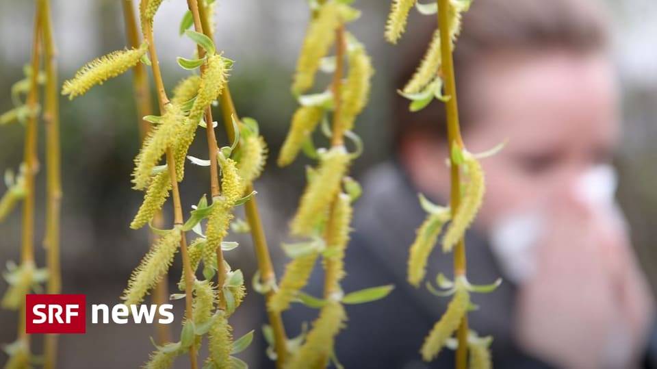 Allergiker-App - «Derzeit fliegen Pollen von Hagebuchen, Birken und ...