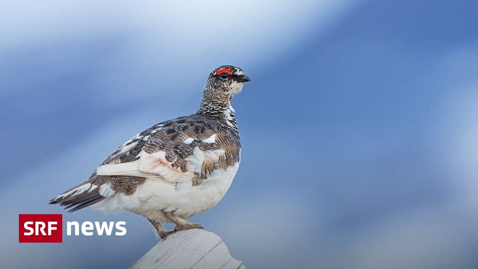 Nach dem Weltnaturgipfel - Klimawandel bringt auch Schweizer Tiere ...