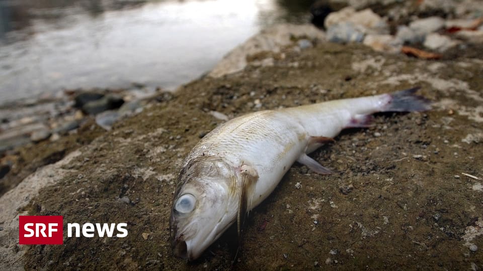 Tod im warmen Wasser - Alarmstufe rot für die Fische im Rhein - News - SRF
