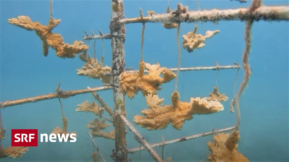 Preserving Coral Reefs: Saving the Florida Keys from Extinction - Archyde