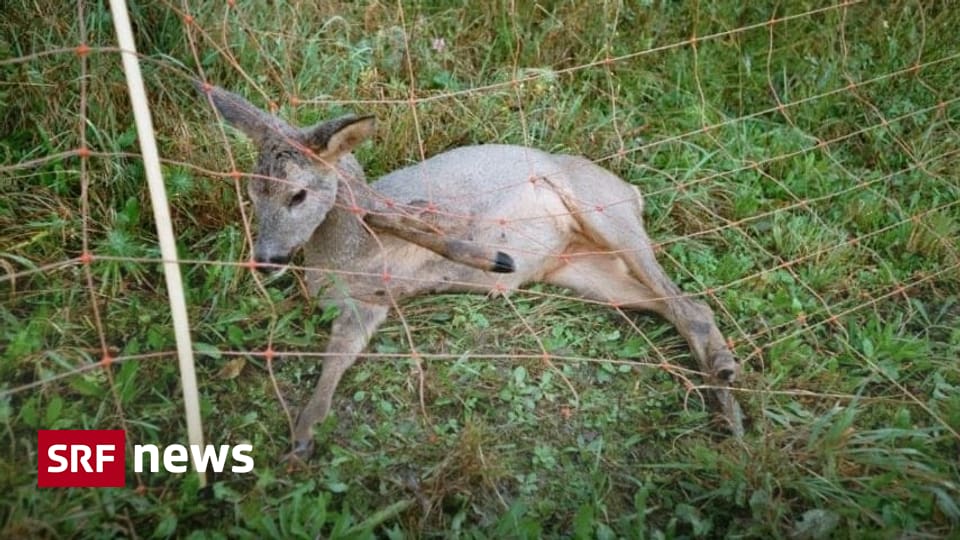 Gefährliche Zäune - Tödliche Falle für Wildtiere - News - SRF Gefährliche Zäune - Tödliche Falle für Wildtiere - News - SRF