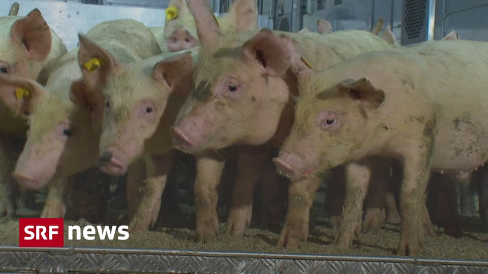 Tausende Schweizer Ferkel werden notfallmässig zur Schlachtung ...