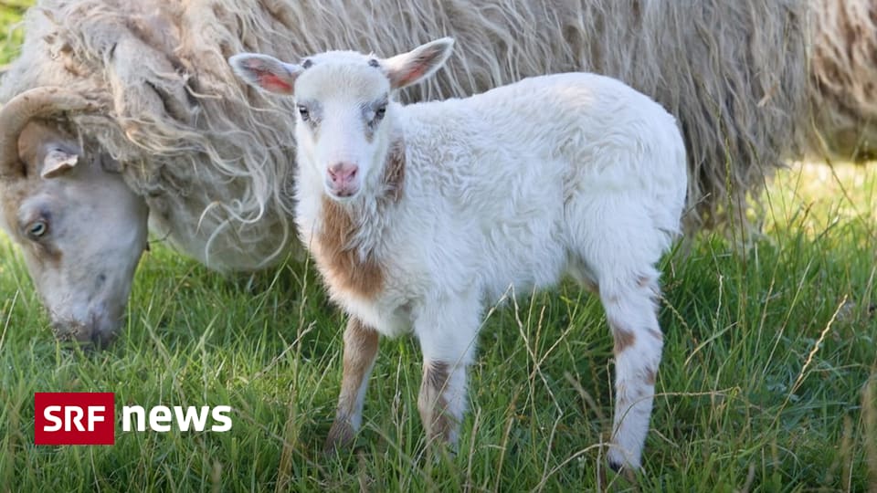 Seltene Kreuzung: In Norddeutschland kommt die Schiege Flumo zur Welt ...