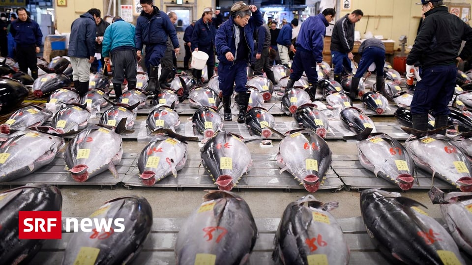 Zu viel Fisch auf dem Tisch - Fisch nur noch für Reiche? - News - SRF