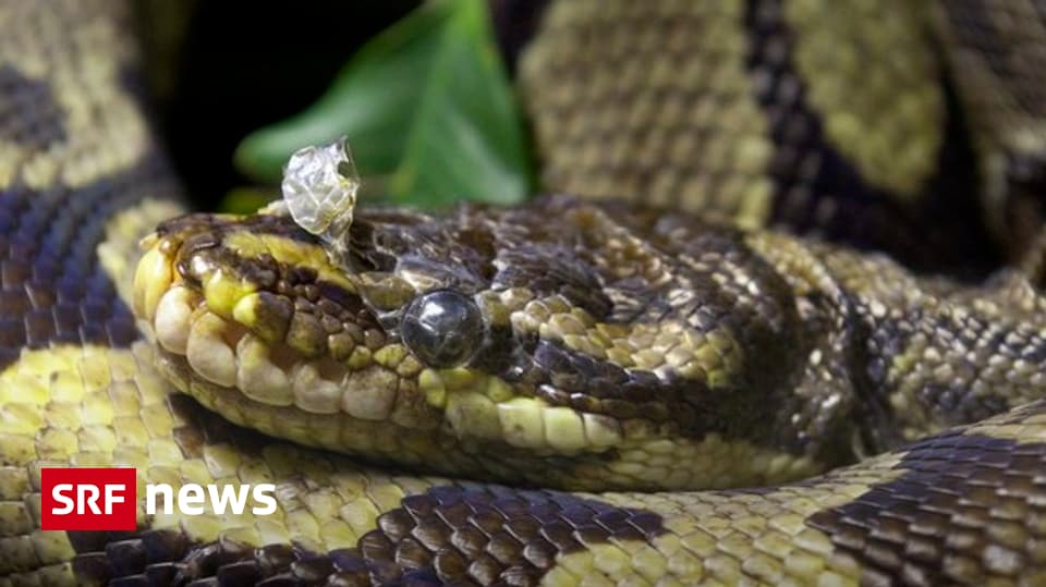 Würgeschlange ausgesetzt - Königspython in Bad Zurzach ausgesetzt ...