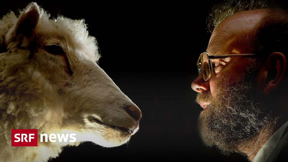Panorama - 20 Jahre Klon-Schaf «Dolly» – was seither geschah - News - SRF