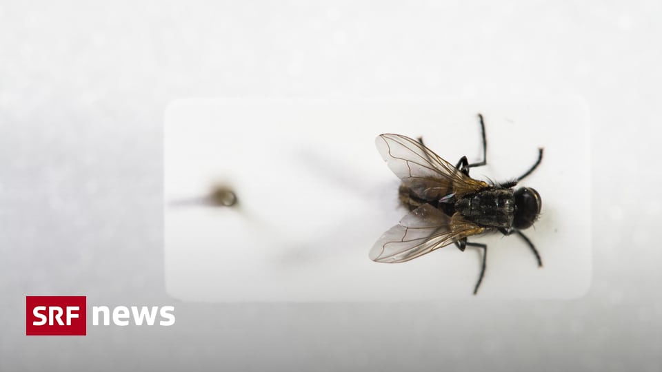 Ostschweiz - Tote Fliege ergänzt HSG-Kunstsammlung - News - SRF