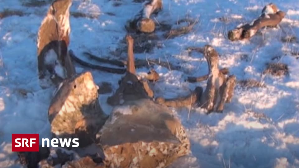 Panorama Mammut Blut Forscher Spielen Jurassic Park News Srf