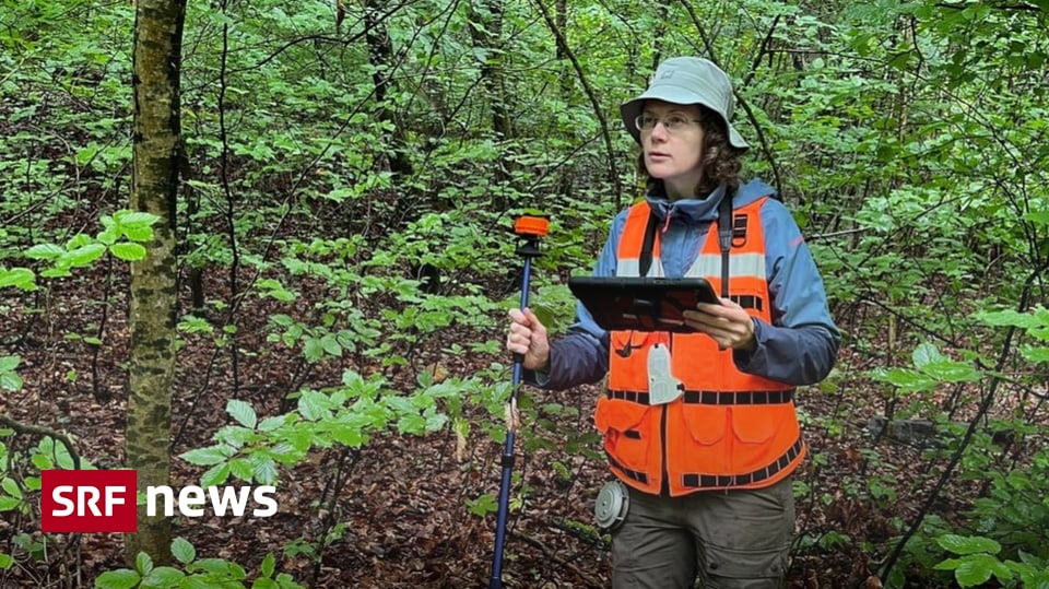 Climate change reshapes Swiss forests, stressing Basel region trees ...