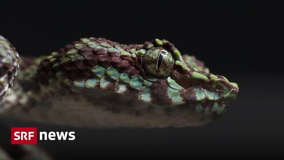 Viele neue Tier- und Pflanzenarten in Südostasien entdeckt - News - SRF