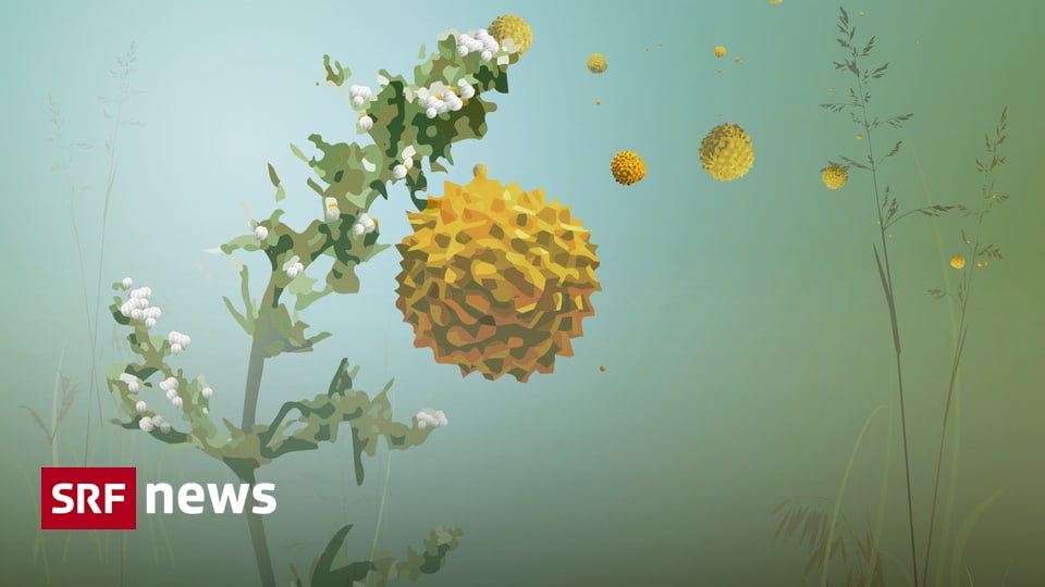 Erle, Esche, Hasel & Co. - So fliegen die Pollen - News - SRF