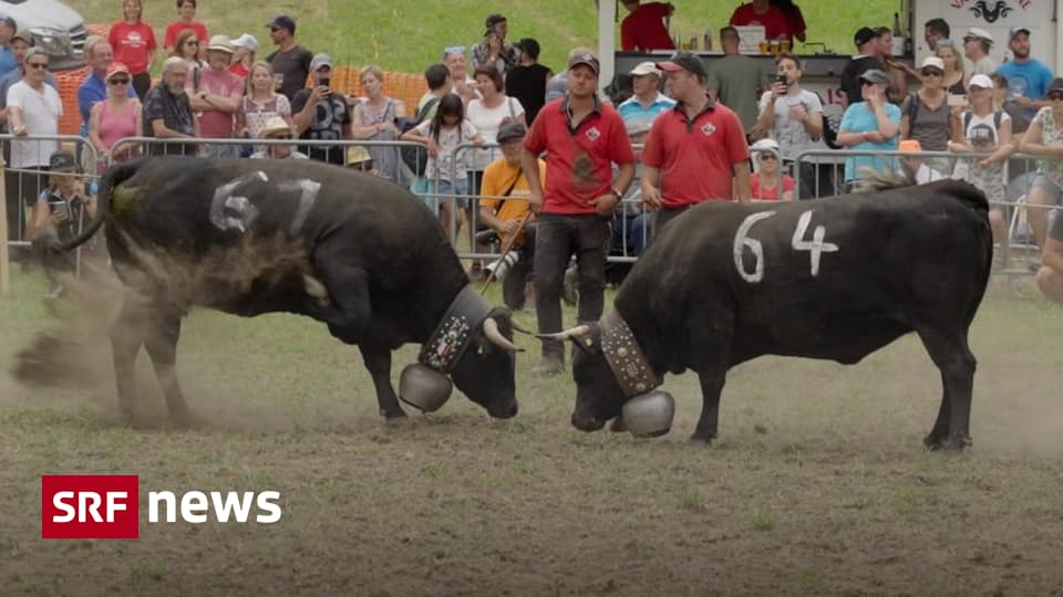 Eringer-Kuhkämpfe - Kuhkämpfe im Wallis: Tradition oder unmoralisches Spektakel? - News - SRF