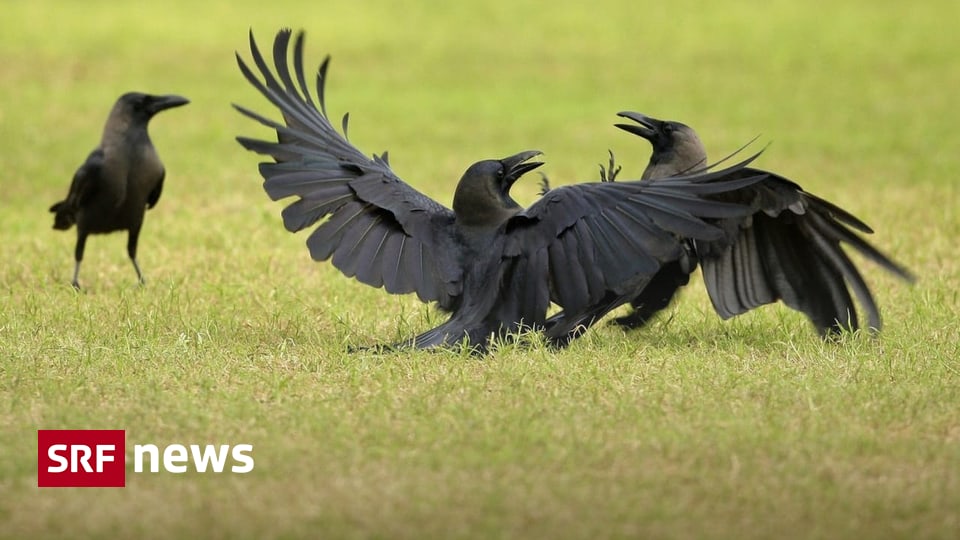 Dokfilm über Krähen - Martin Schilt: «Wir filmten Krähen, die ein ...