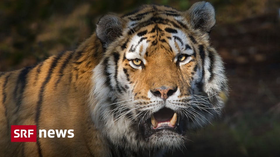 Zürich Schaffhausen - Zoo Zürich: Tiger Coto ist tot - News - SRF