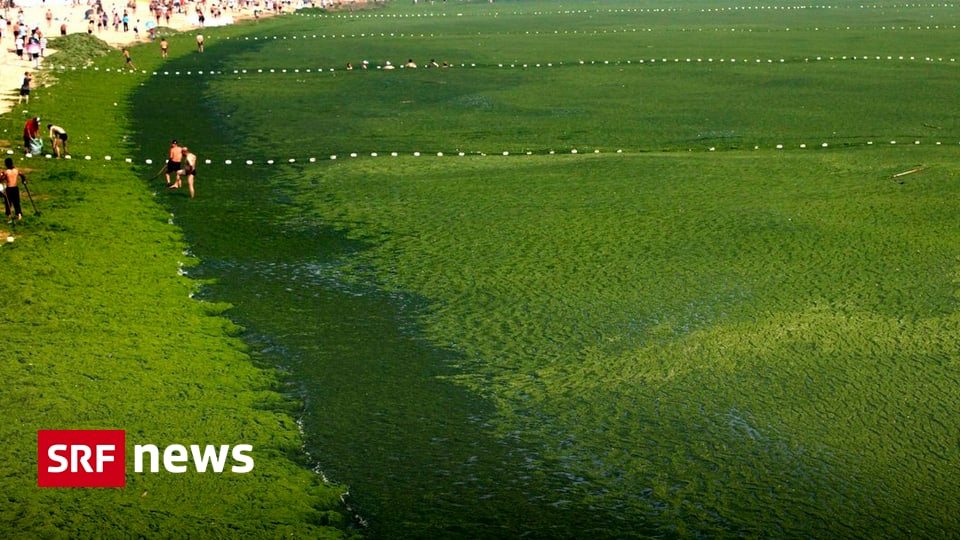 Panorama - Massiver Algenteppich sucht Chinas Küsten heim - News - SRF