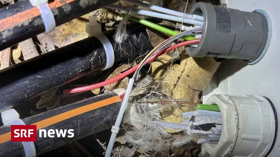 Glasfaser-Sabotage in Rheinfelden: keine Haftentlassung - News - SRF