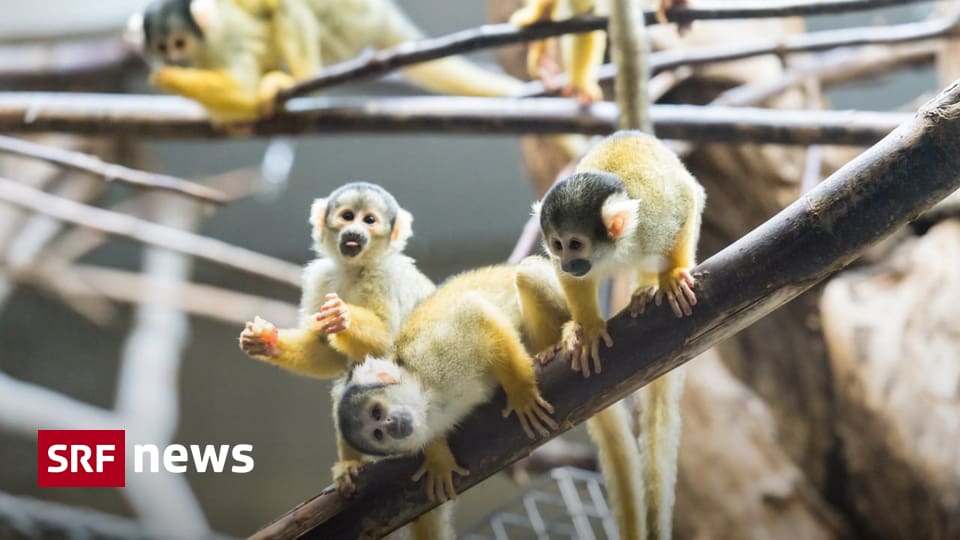 Grosse Ausbaupläne - Der Basler Zoo will sich massiv vergrössern - News - SRF
