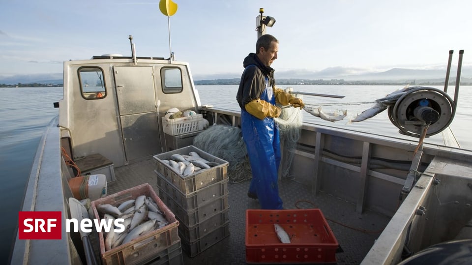 Zur Rettung des Fischbestands - Ab 2024 gilt dreijähriges Felchen ...