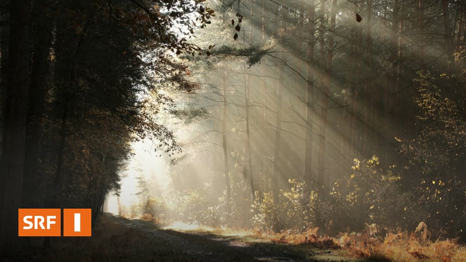 Umgang mit dem Tod - Über den eigenen Tod schreiben - Radio SRF 1 - SRF