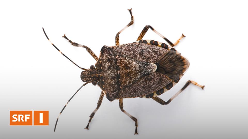Wanzeninvasion - Stinkwanze erobert die Schweiz – wo bleibt der ...