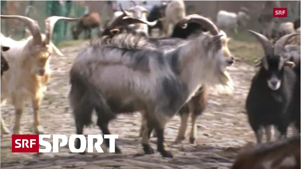 Rad-Klassiker Paris–Roubaix - Ziegen und Schafe mähen «Wald von ...