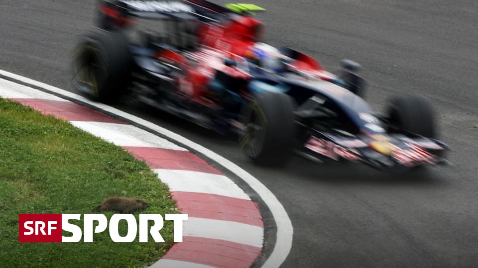 Wieder tierischer Besuch? - Formel 1 in Montreal: Und täglich grüsst das Murmeltier - Sport - SRF