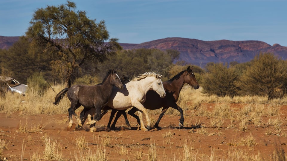 Australien und seine Wildpferde - Audio & Podcasts - SRF