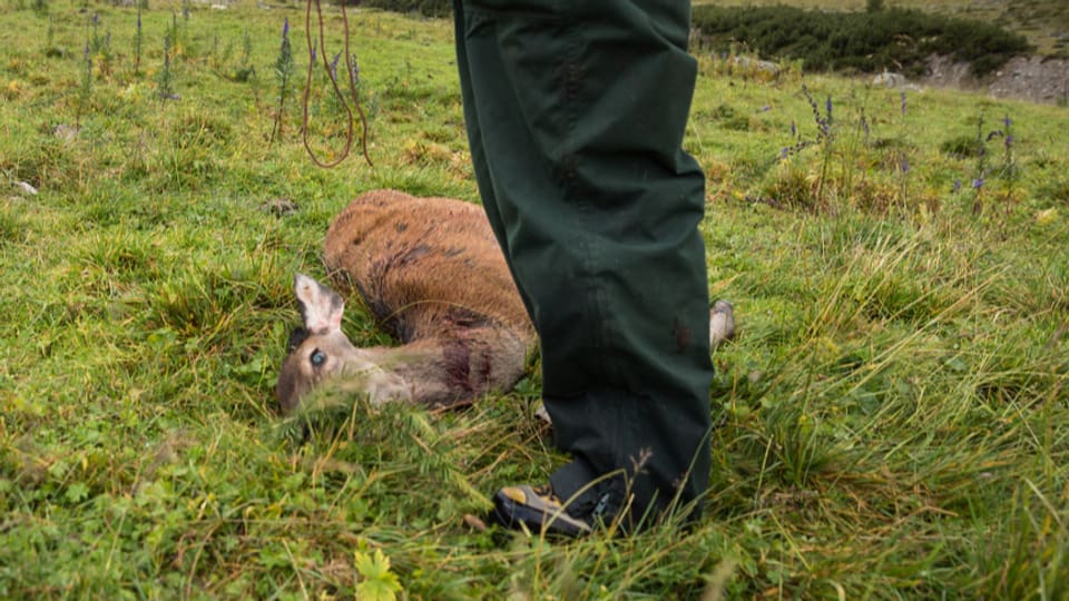 Freiämter Jäger wurde wegen Fehler bei der Jagd verurteilt - Audio ...