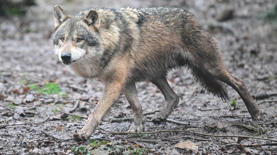 Der Wolf ist wieder unterwegs in der Region - Audio & Podcasts - SRF