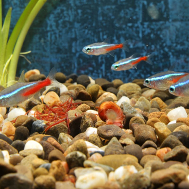 Ratgeber - Audio & Podcasts - SRF