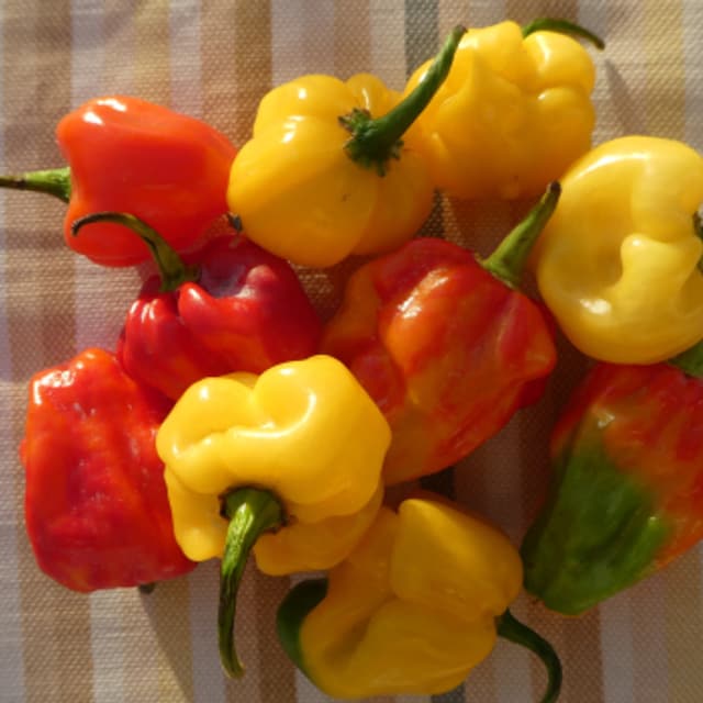 Ratgeber - Audio & Podcasts - SRF